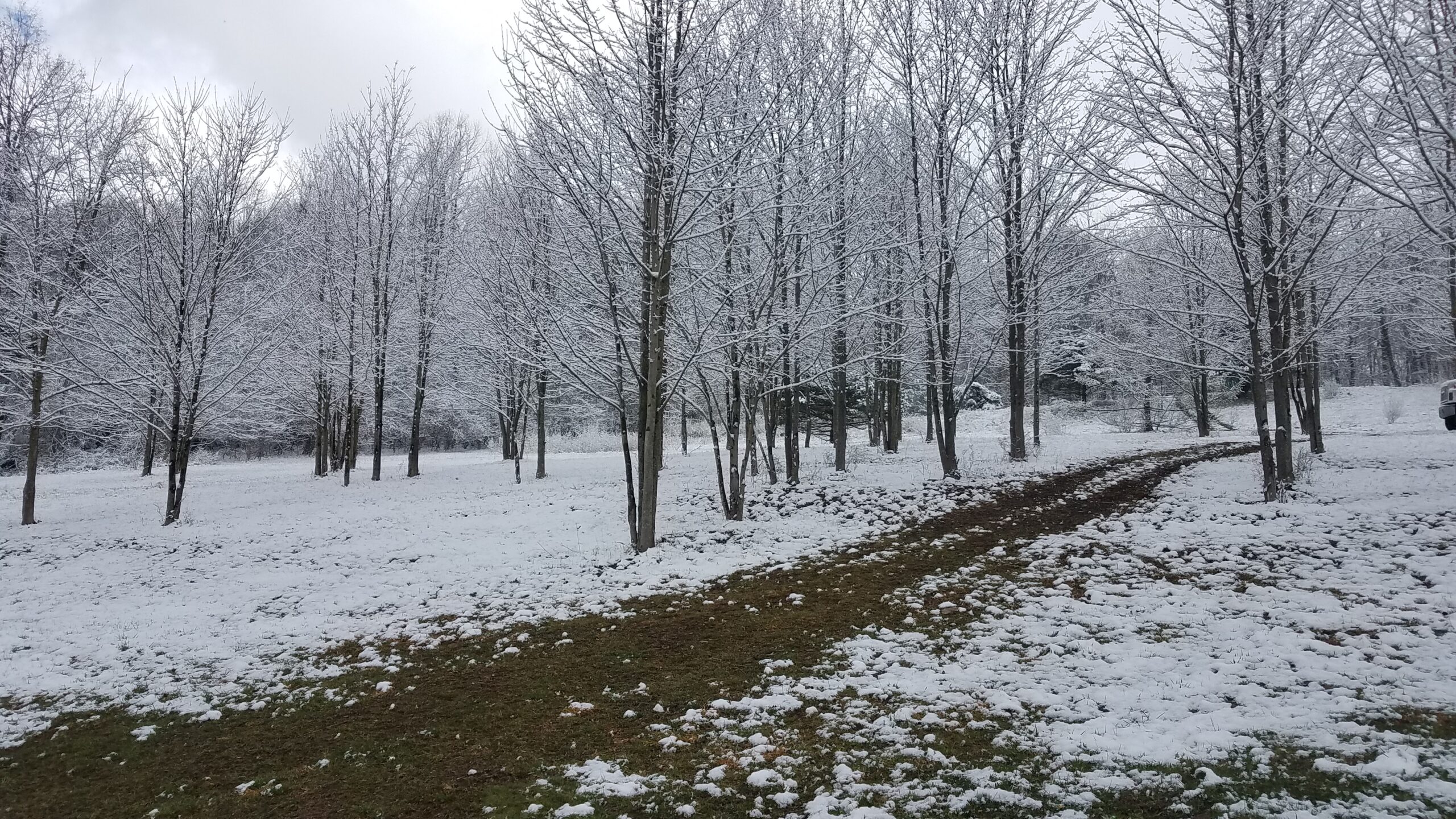 Hardy Annual Flowers & Starting Date - Farmette in Bloom