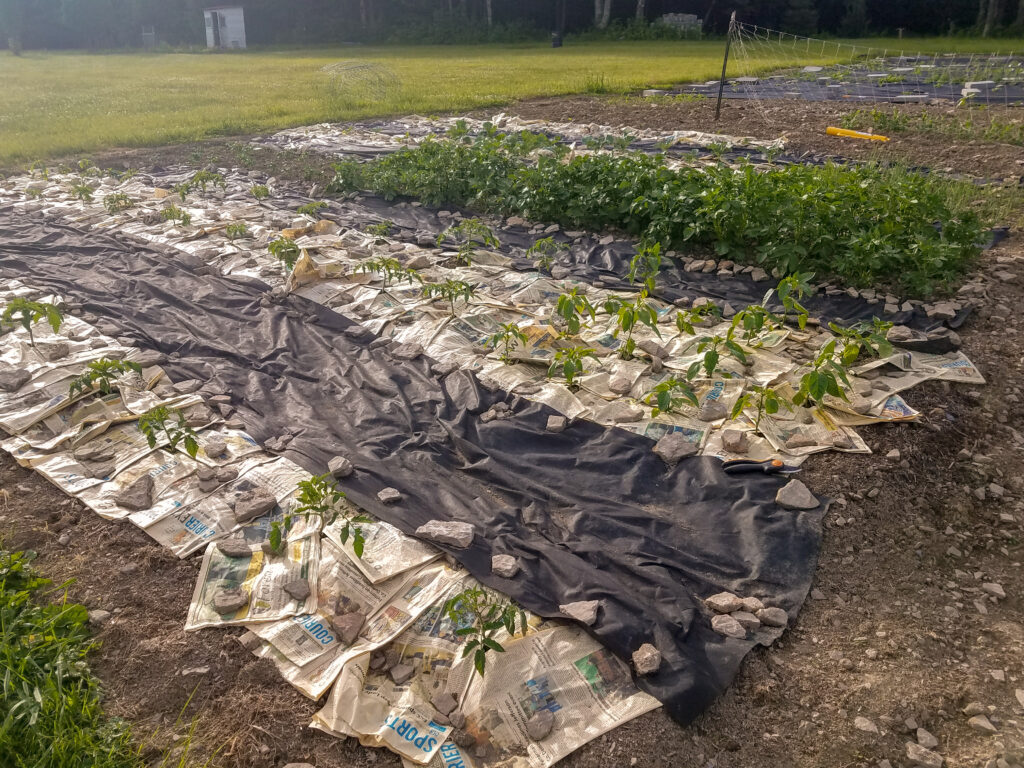 Homegrown Food - Farmette in Bloom