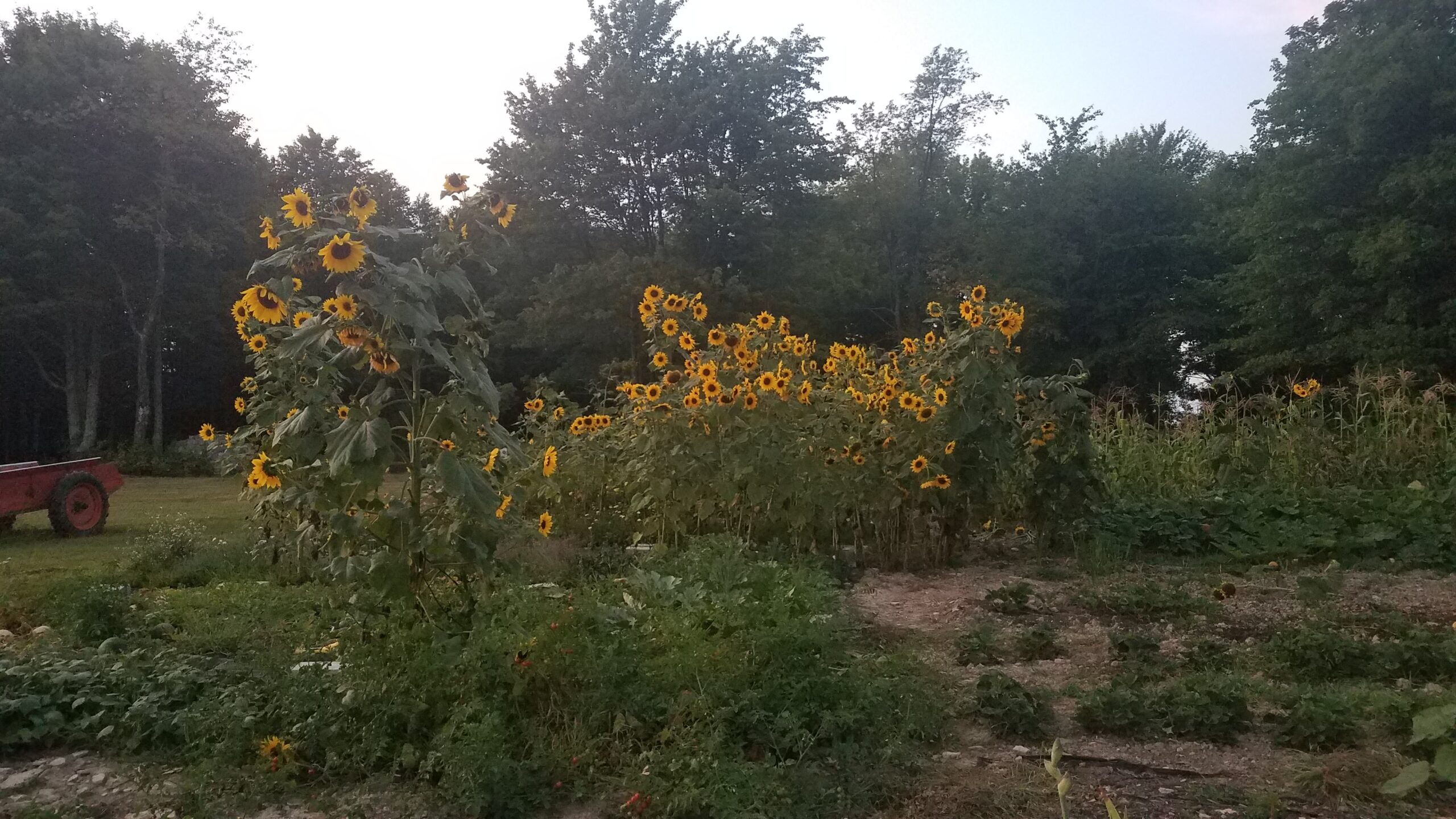 Flower Garden - Farmette in Bloom