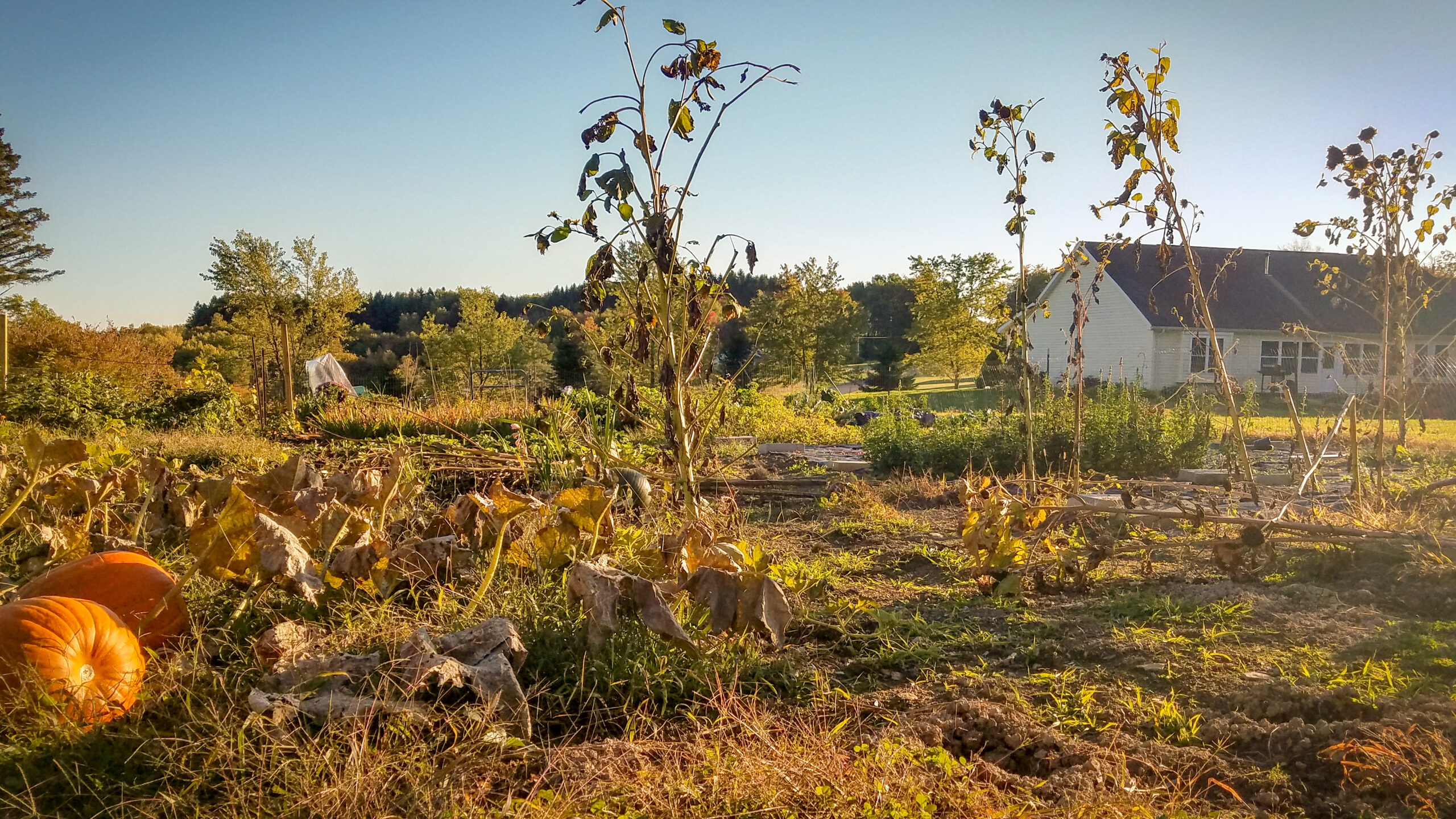 Farmette Homepage - A Farmette in Bloom