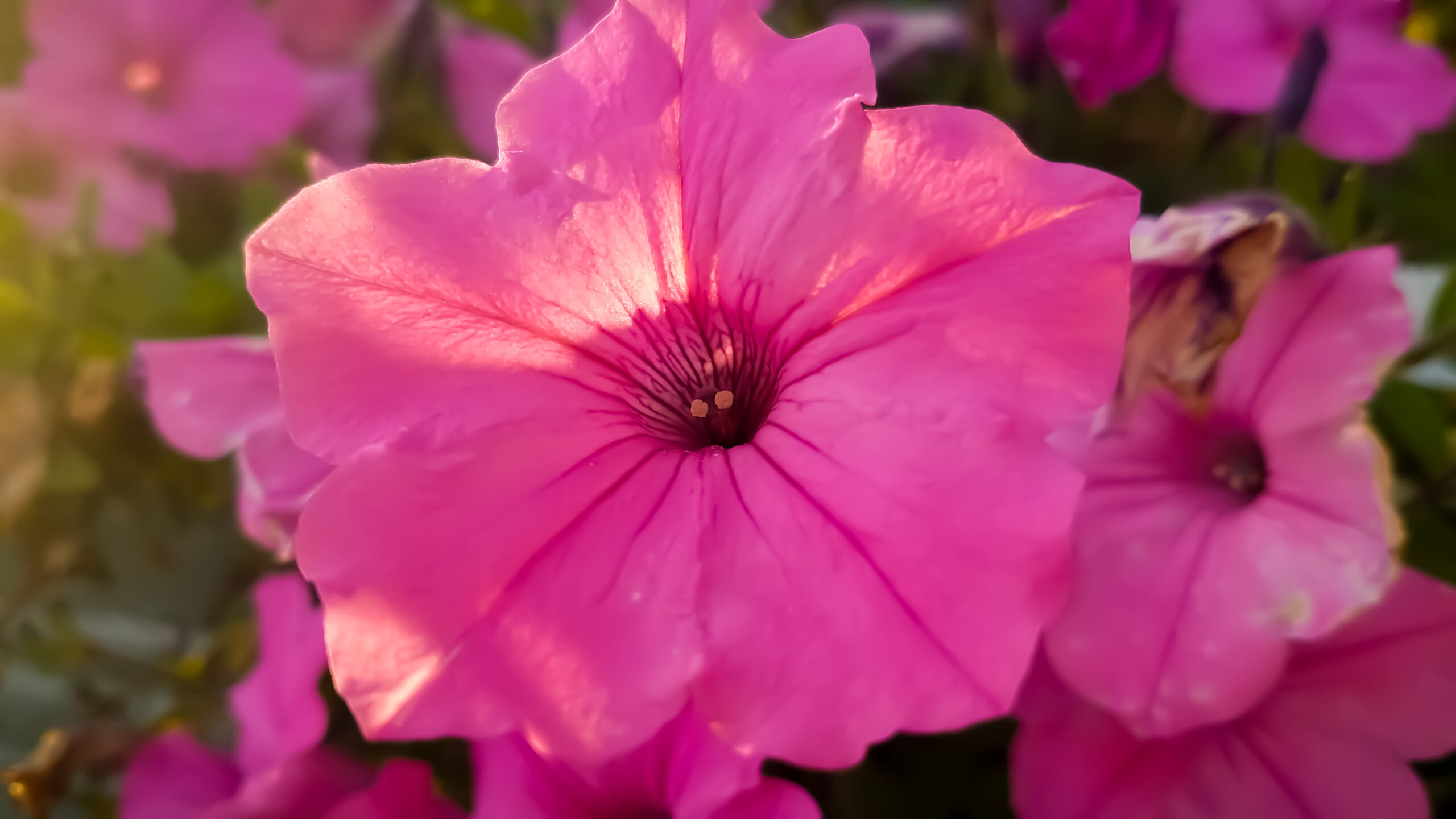 My 2022 Flower Garden - Farmette in Bloom