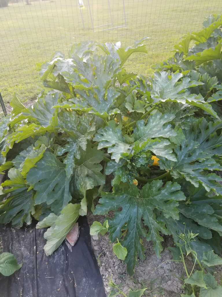 Designing a Vegetable Garden on Grid Paper - Farmette in Bloom
