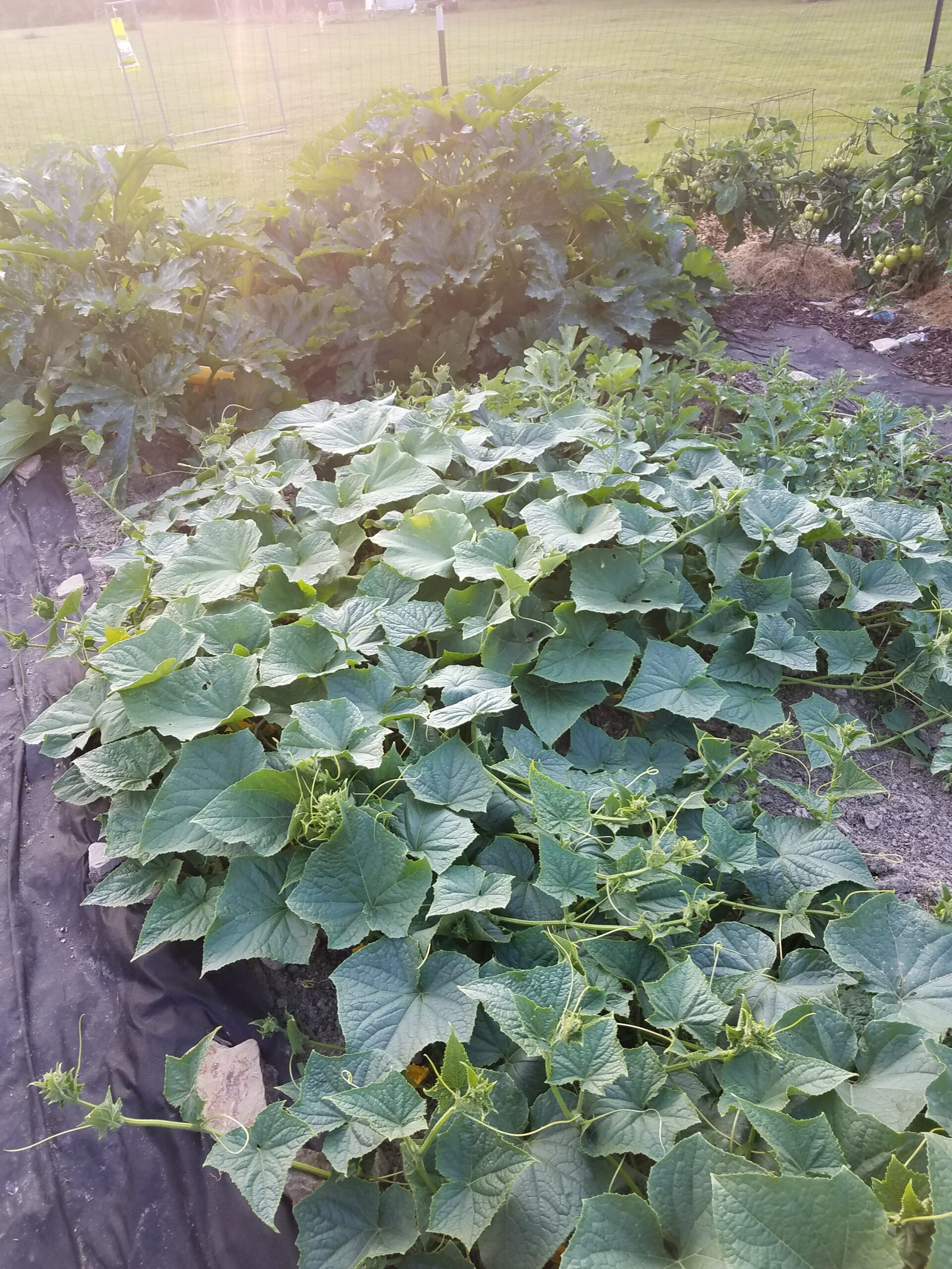 Designing a Vegetable Garden on Grid Paper - Farmette in Bloom