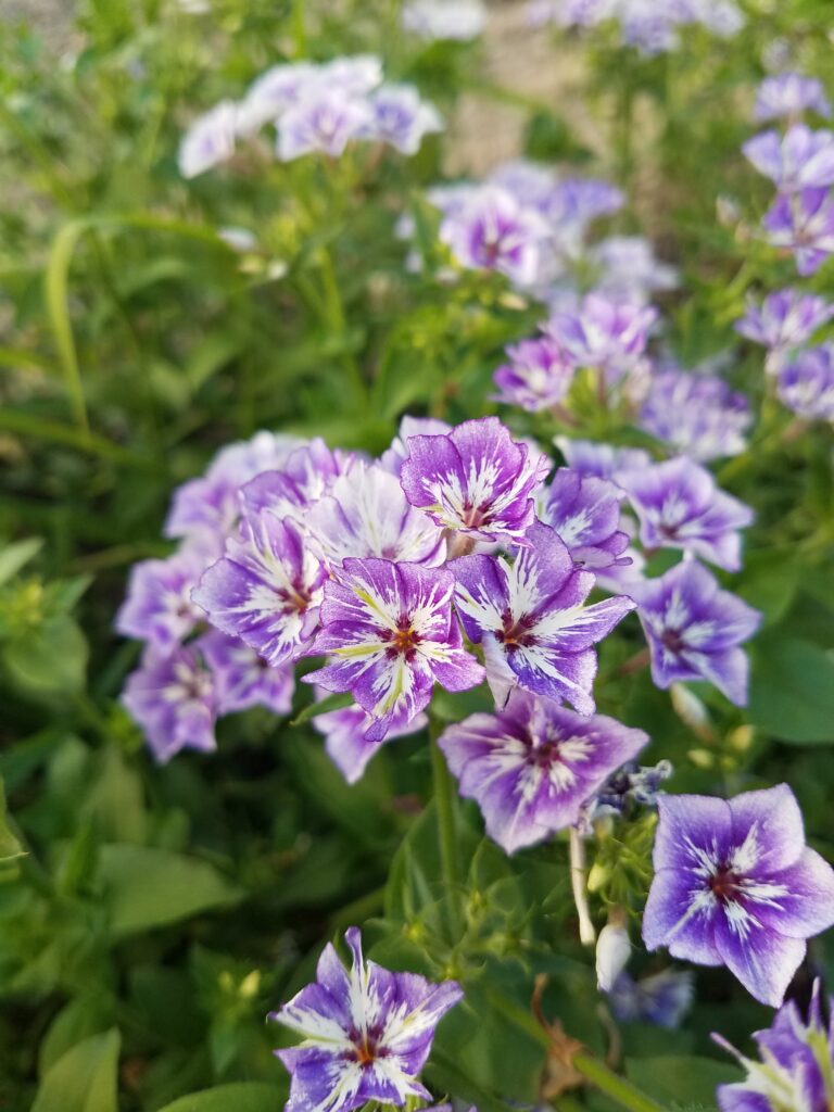 How to Plan An Annual Cut Flower Garden - Farmette in Bloom