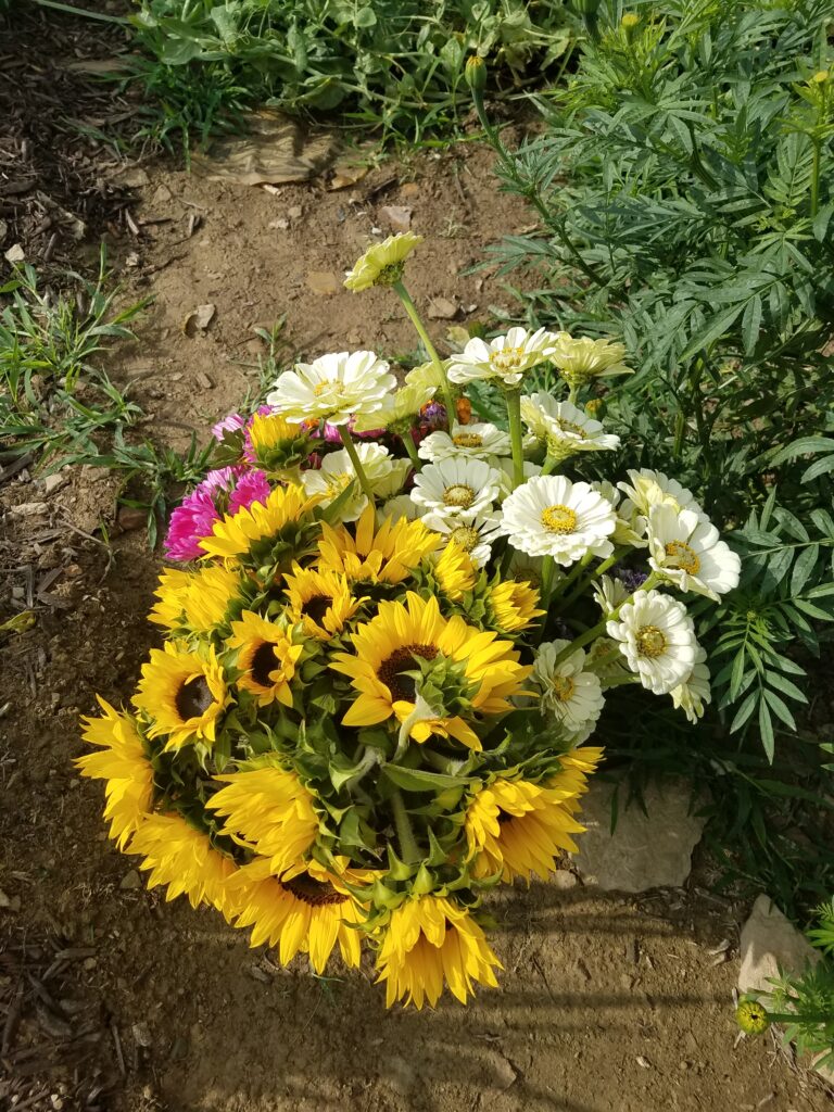 How to Plan An Annual Cut Flower Garden - Farmette in Bloom