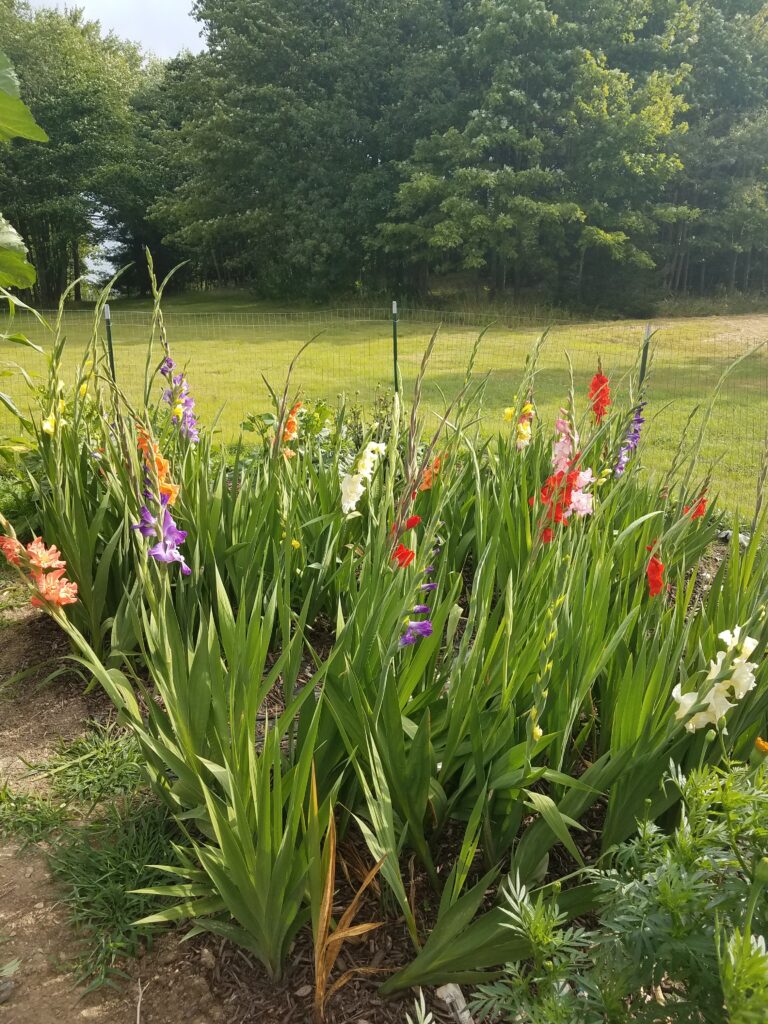 How to Plan An Annual Cut Flower Garden - Farmette in Bloom