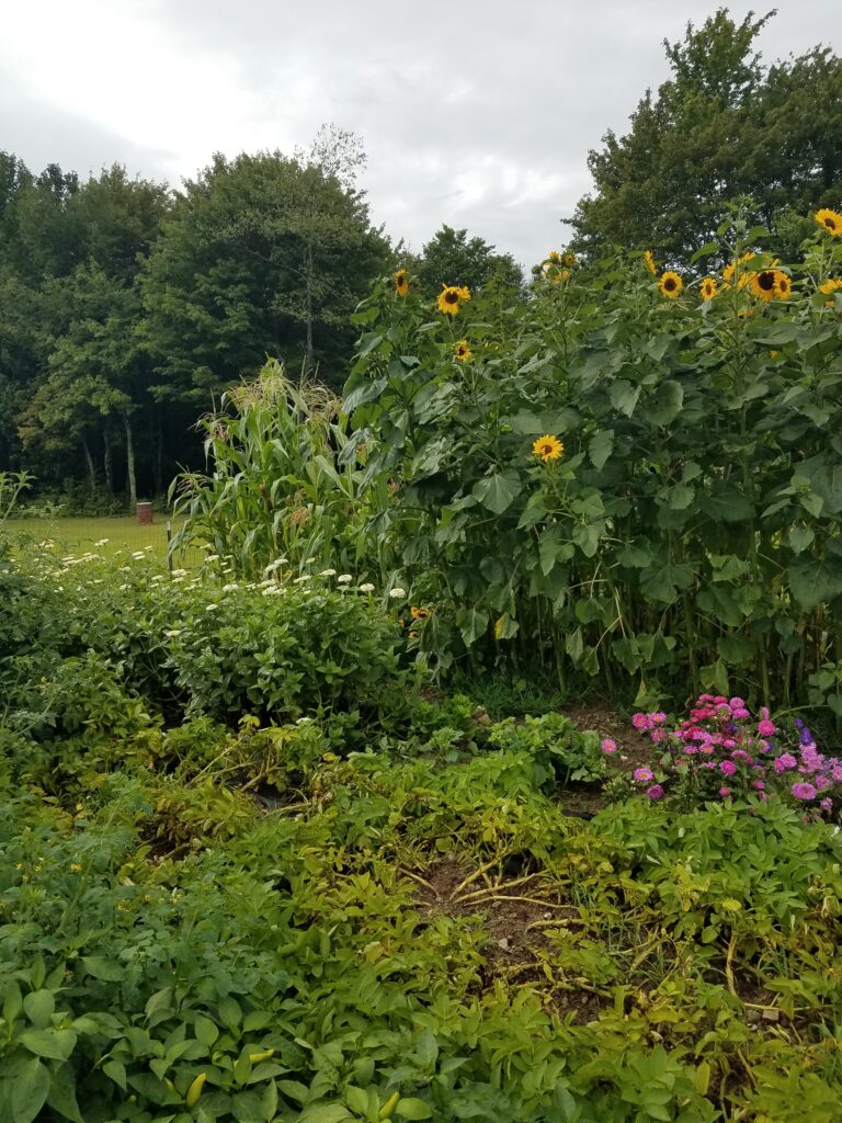 How to Plan An Annual Cut Flower Garden - A Farmette in Bloom