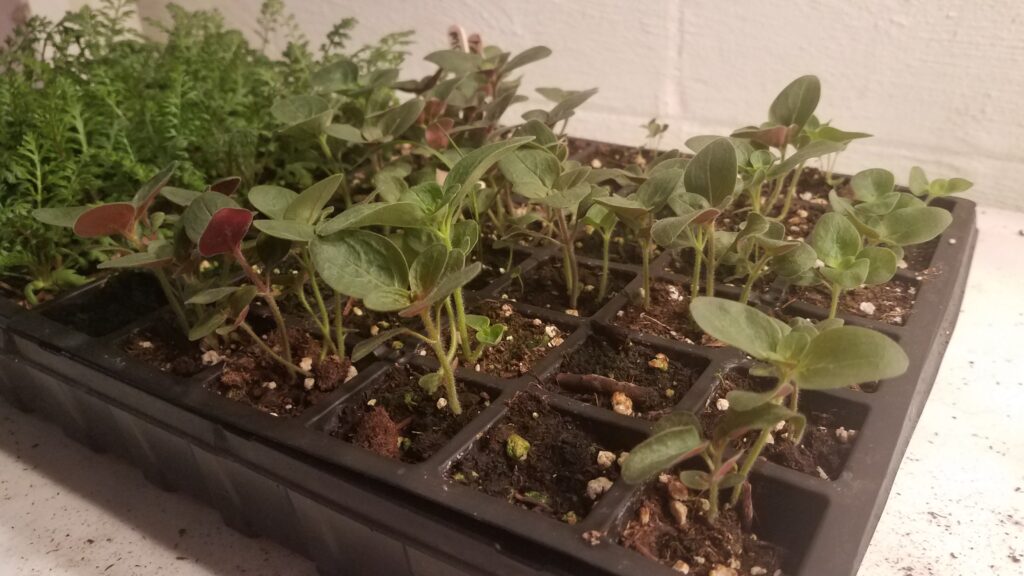 Starting Snapdragons Indoors - Farmette in Bloom