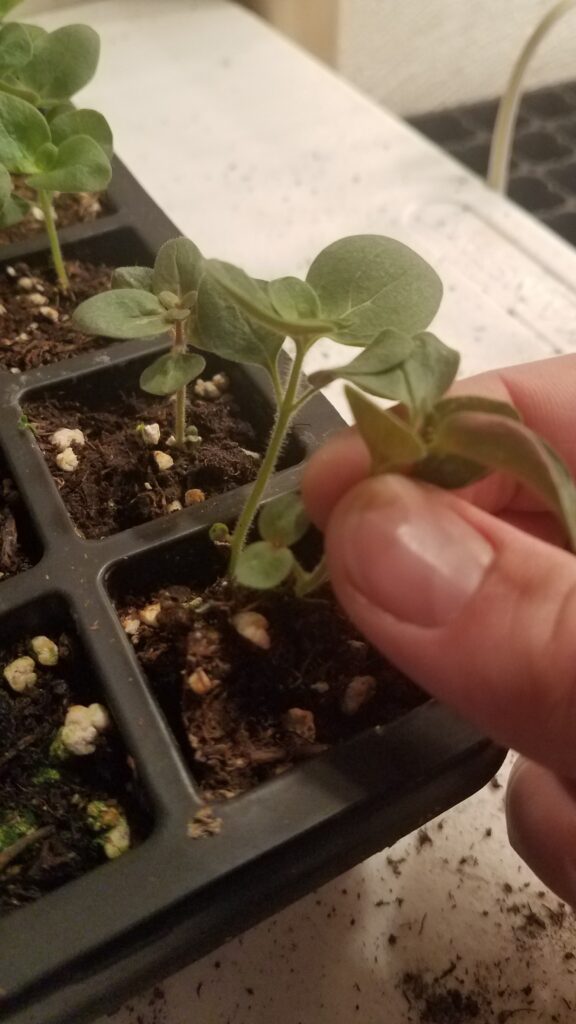 Starting Snapdragons Indoors - Farmette in Bloom