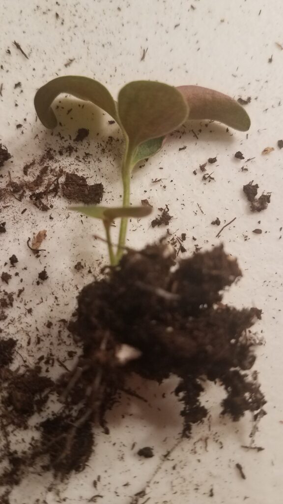 Starting Snapdragons Indoors - Farmette in Bloom