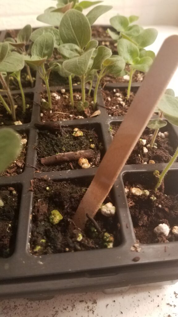 Starting Snapdragons Indoors - Farmette in Bloom