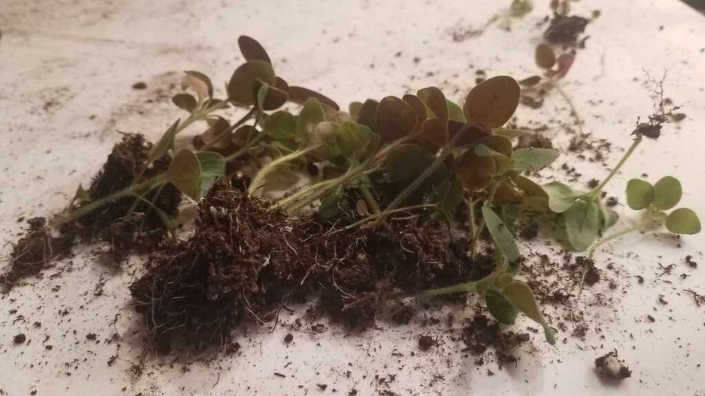 Starting Snapdragons Indoors - Farmette in Bloom