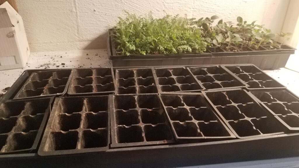 Starting Snapdragons Indoors - Farmette in Bloom