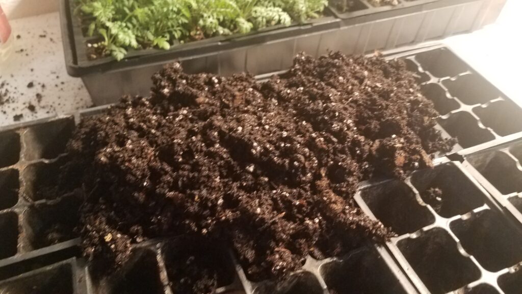 Starting Snapdragons Indoors - Farmette in Bloom