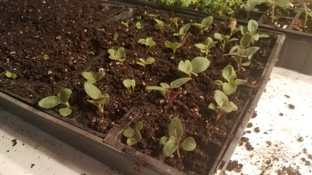 Starting Snapdragons Indoors - Farmette in Bloom