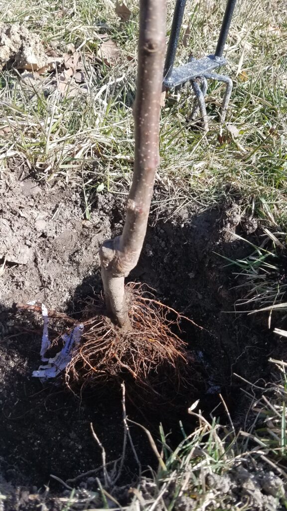 Planting Bare Root Apple Trees - A Farmette in Bloom