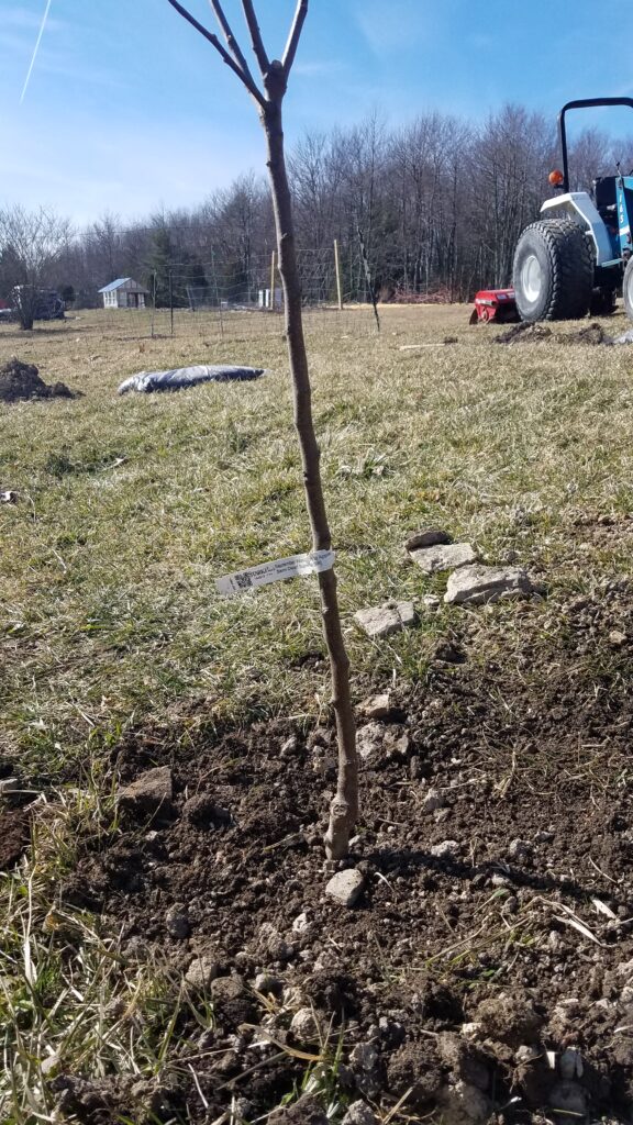 Planting Bare Root Apple Trees - Farmette in Bloom