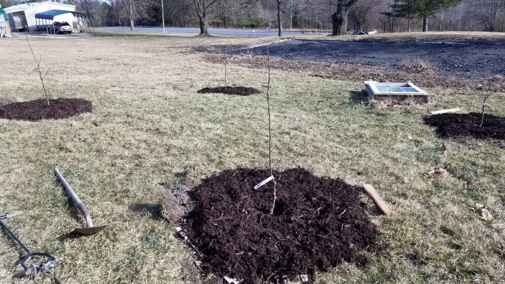 Planting Bare Root Apple Trees - Farmette in Bloom