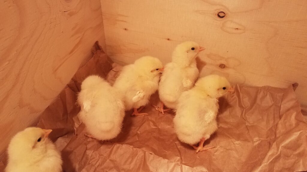 Raising Baby Chicks - Farmette in Bloom