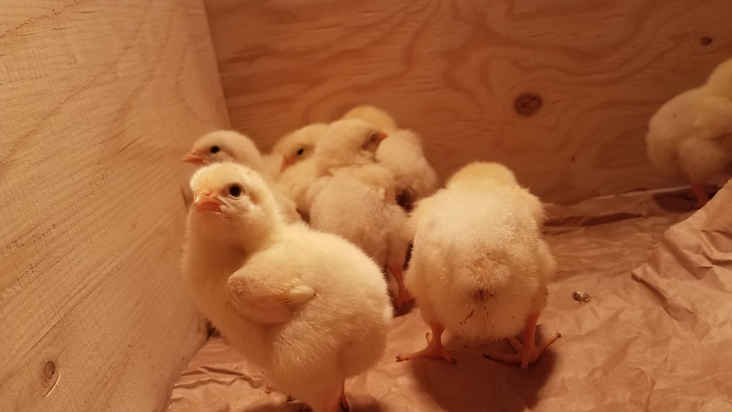 Raising Baby Chicks - Farmette in Bloom