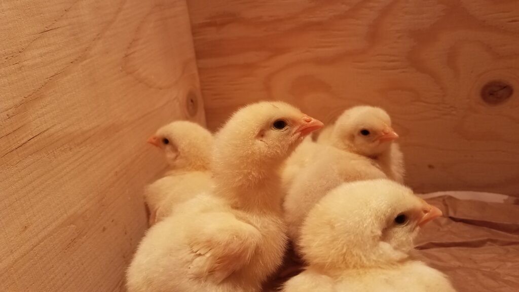 Raising Baby Chicks - Farmette in Bloom