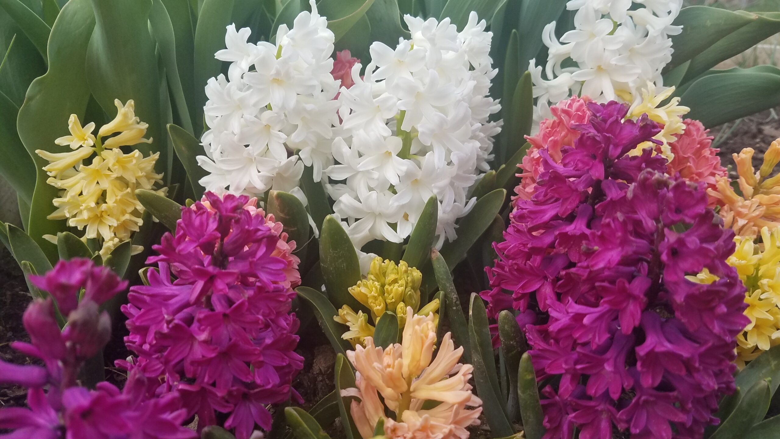 How Spring Flowers Help the Gardener - Farmette in Bloom