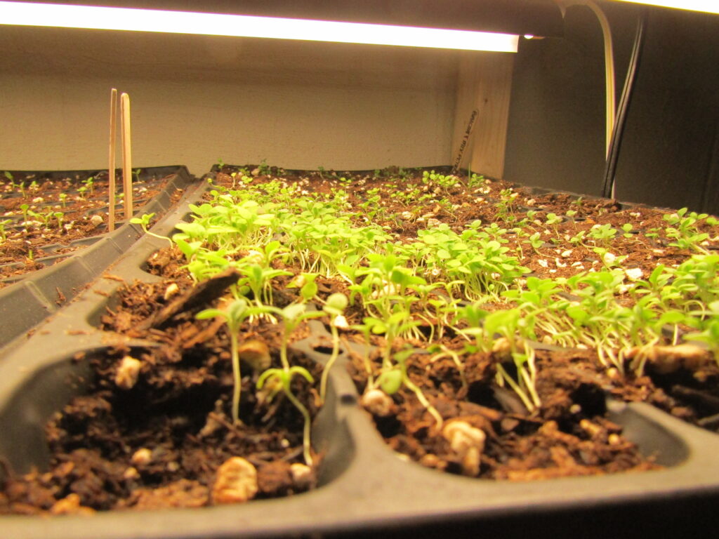 Growing Petunias from Seed - Farmette in Bloom