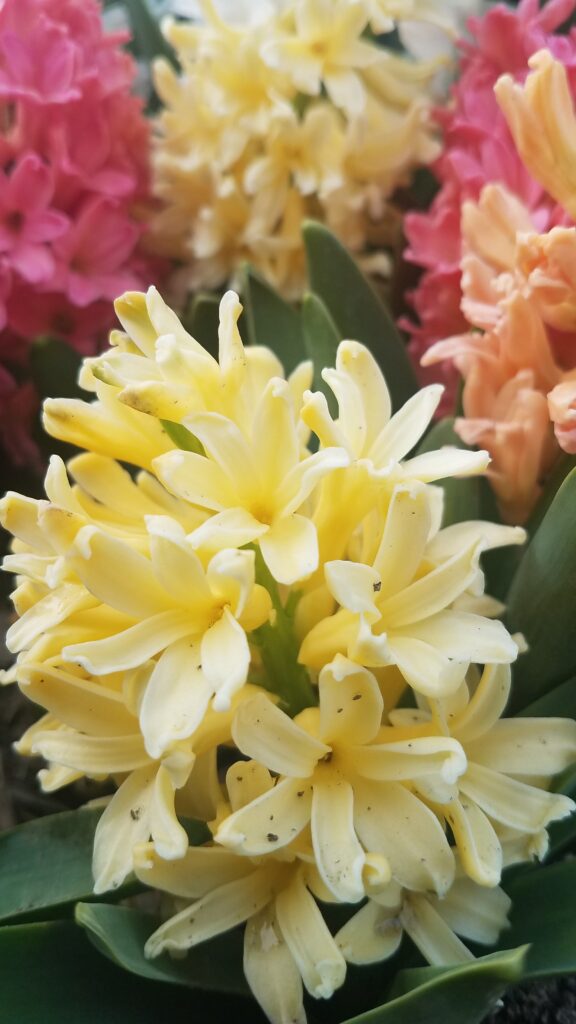 How Spring Flowers Help the Gardener - Farmette in Bloom