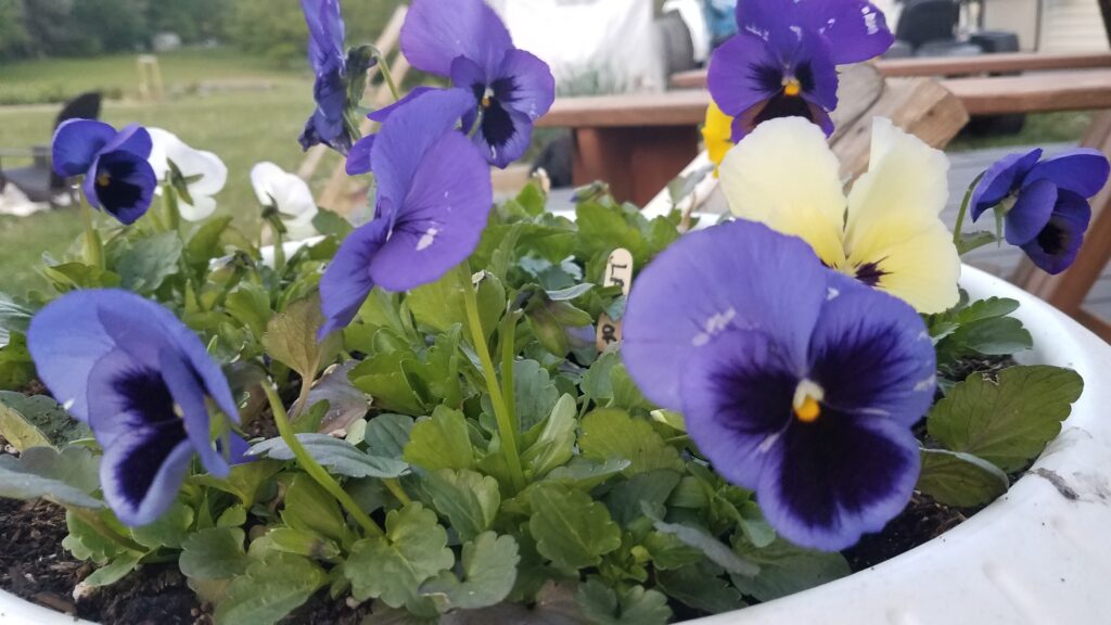 Growing Pansies in Containers - Farmette in Bloom