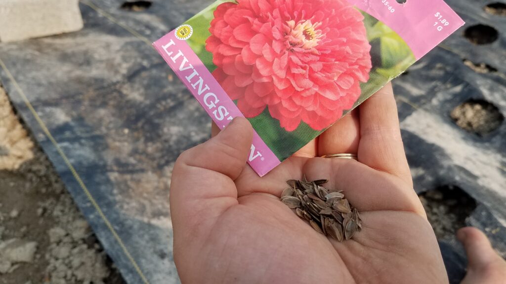 How to Plant Zinnias in Landscape Fabric - Farmette in Bloom