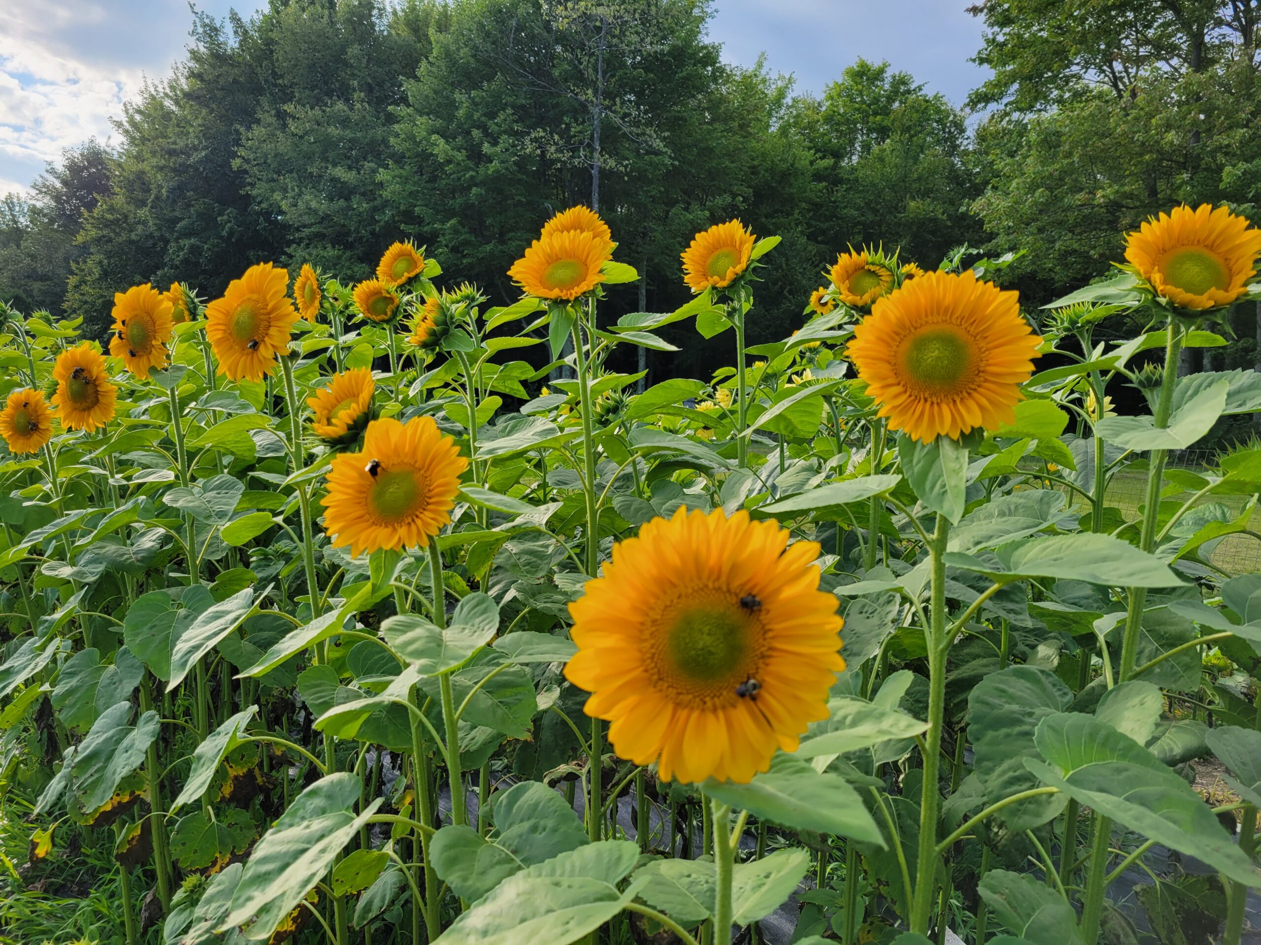 Farmette Homepage - Farmette in Bloom