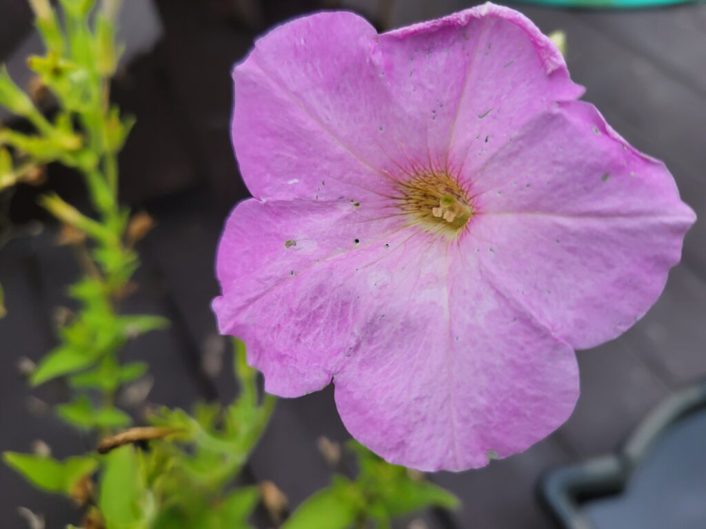 Saving Cut Flower Seeds - Farmette in Bloom
