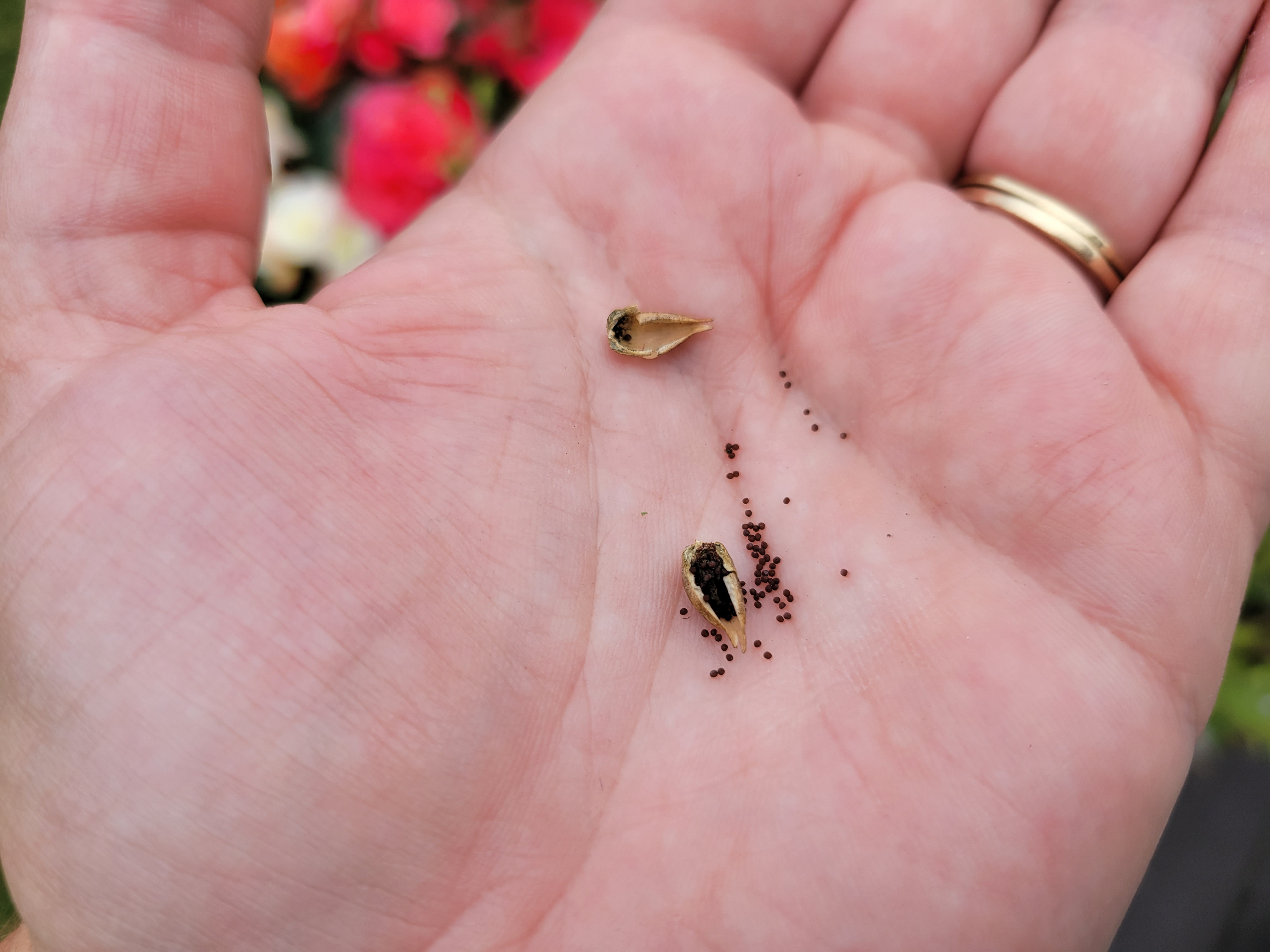 Saving Cut Flower Seeds - Farmette in Bloom
