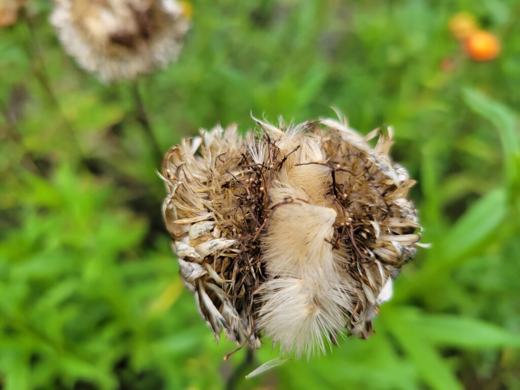 Saving Cut Flower Seeds - Farmette in Bloom