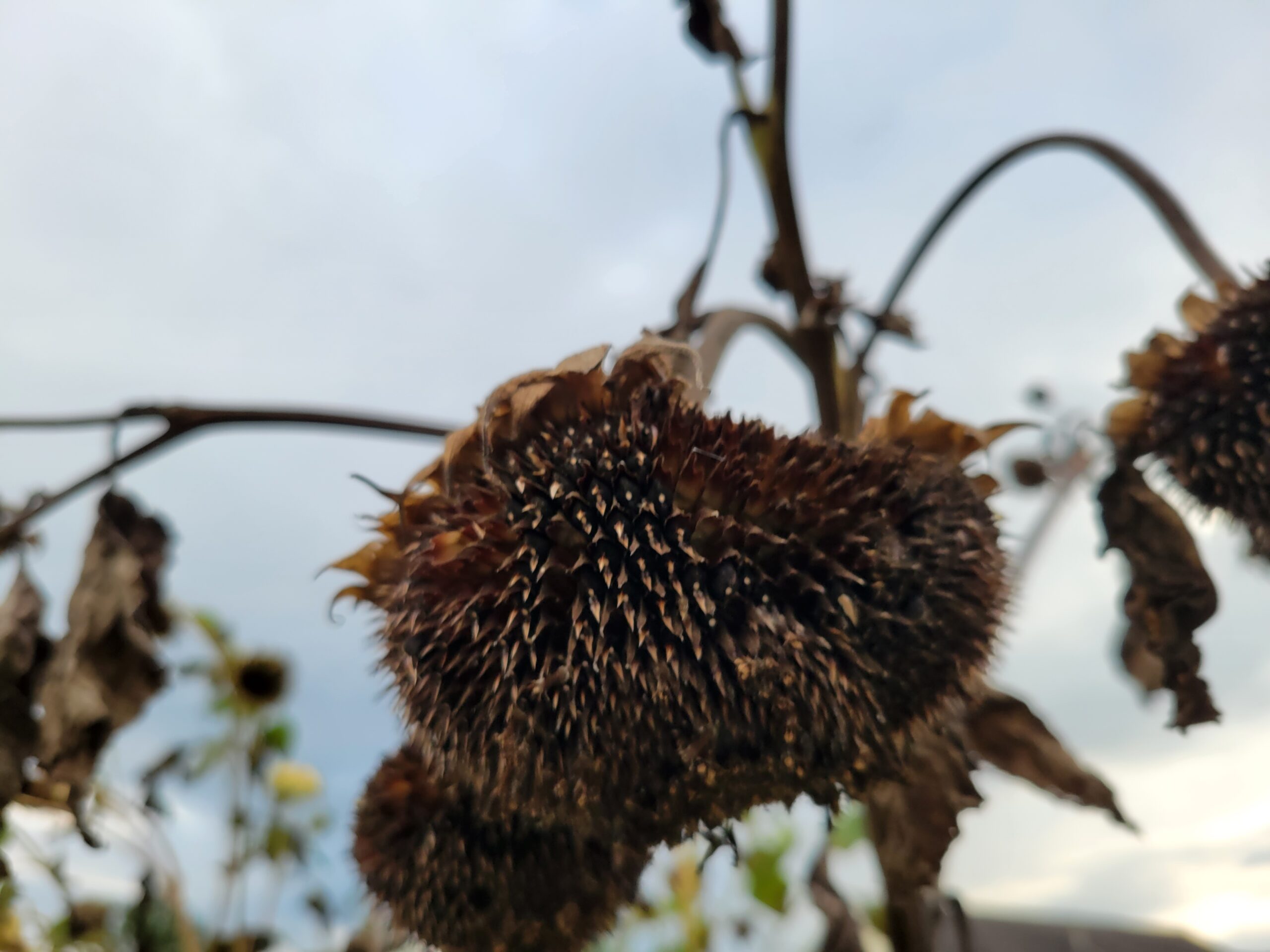 Saving Cut Flower Seeds - Farmette in Bloom