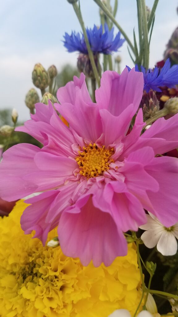 Beginnings of a Flower Season - Farmette in Bloom