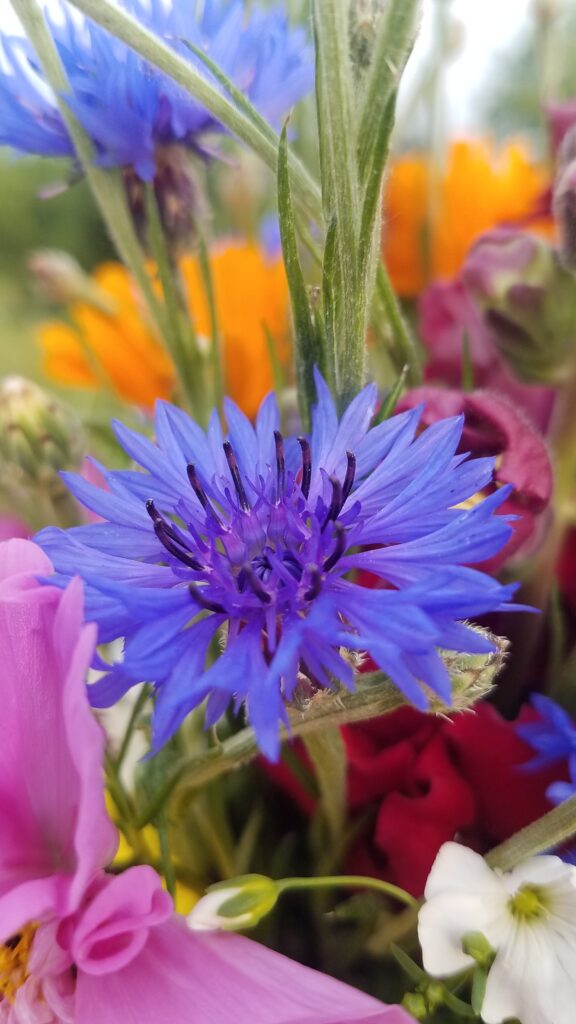 Beginnings of a Flower Season - Farmette in Bloom