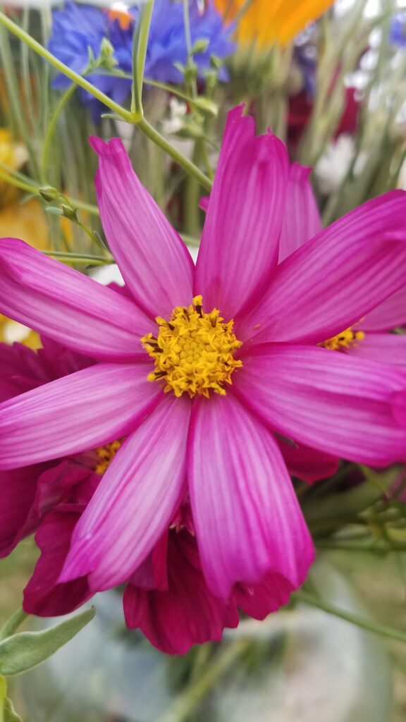 Beginnings of a Flower Season - Farmette in Bloom