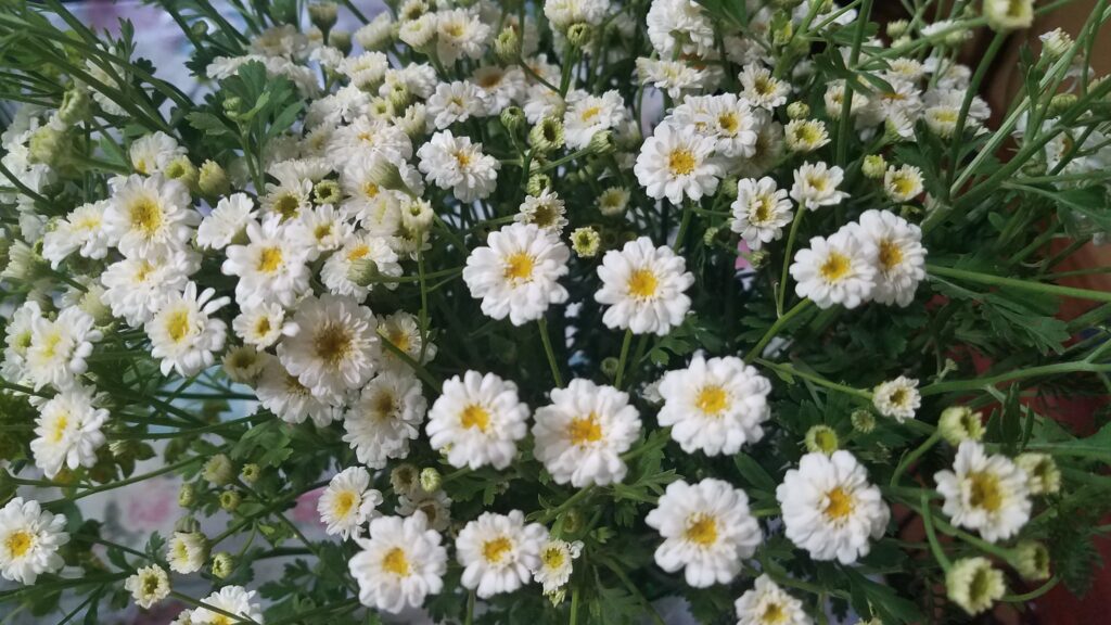 How to Start Feverfew Seeds: Growing Feverfew from Seed - Farmette in Bloom