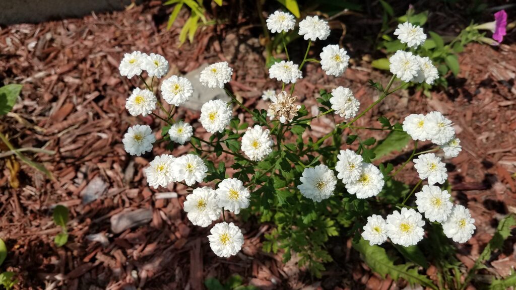How to Start Feverfew Seeds: Growing Feverfew from Seed - Farmette in Bloom