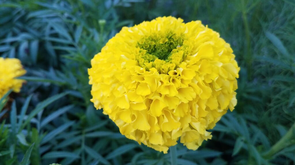 How to Start Marigold Seeds - Farmette in Bloom