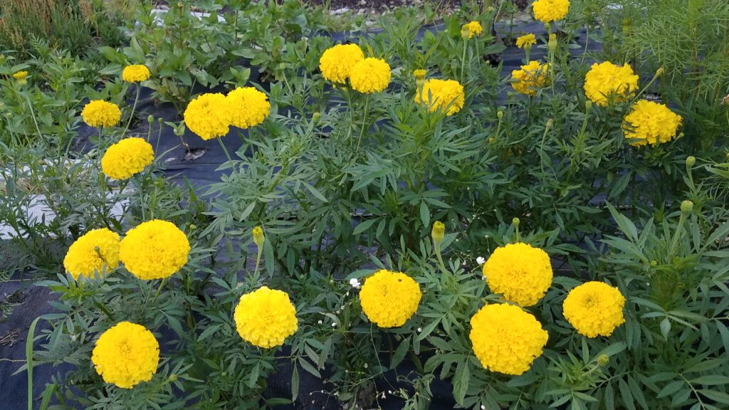 How to Start Marigold Seeds - Farmette in Bloom