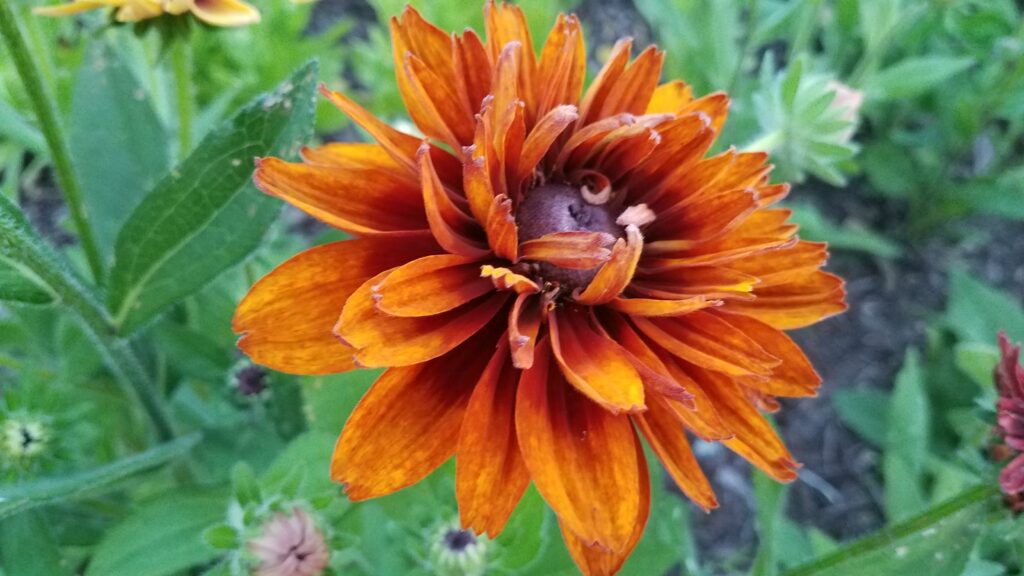 How to Start Rudbeckia Seeds - Farmette in Bloom