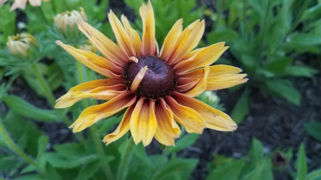 How to Start Rudbeckia Seeds - Farmette in Bloom