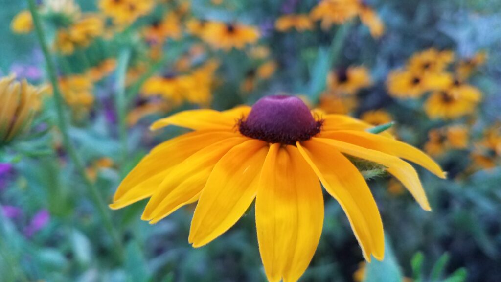 How to Start Rudbeckia Seeds - Farmette in Bloom