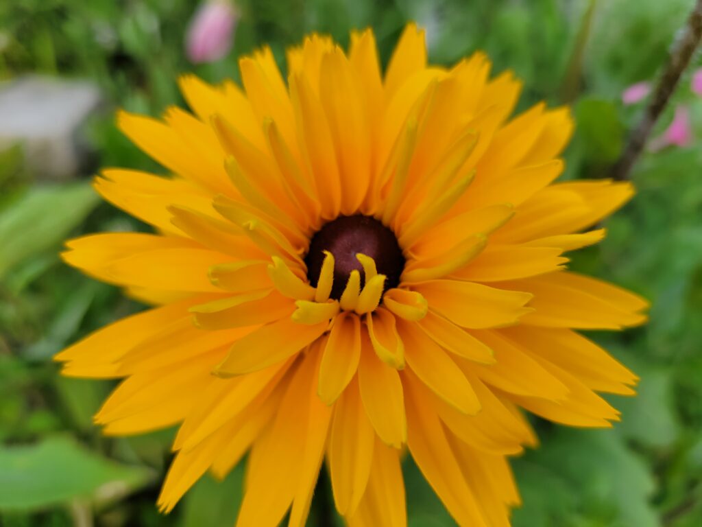 How to Start Rudbeckia Seeds - Farmette in Bloom